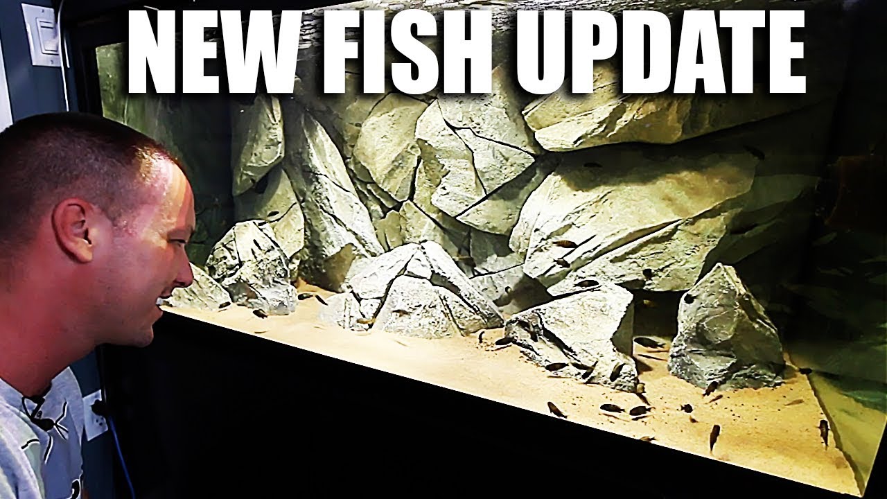 New Fish Update - Custom Aquariums