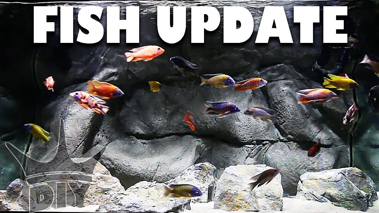 Aquarium Fish Update - Custom Aquariums