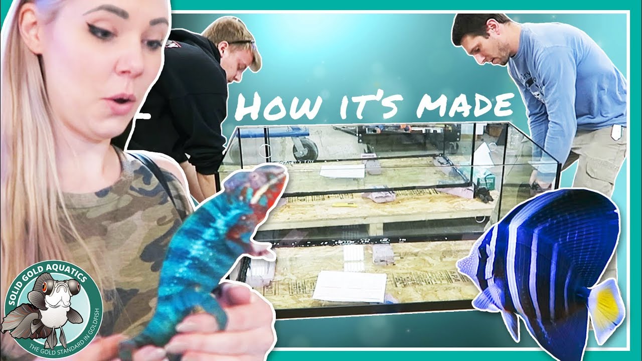 How Fish Tanks Are Made! // p.s. I want a chameleon - Custom Aquariums