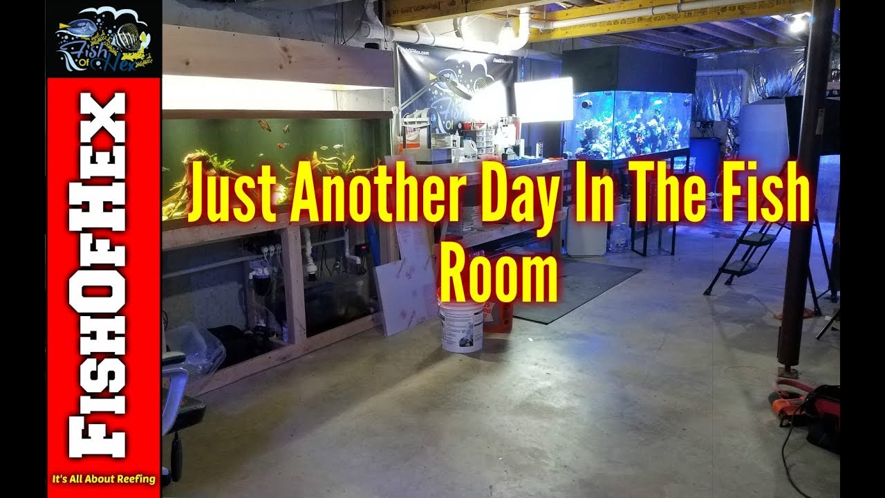 One Year Maintenance and Dealing With Humidity - Fish Room - Custom ...