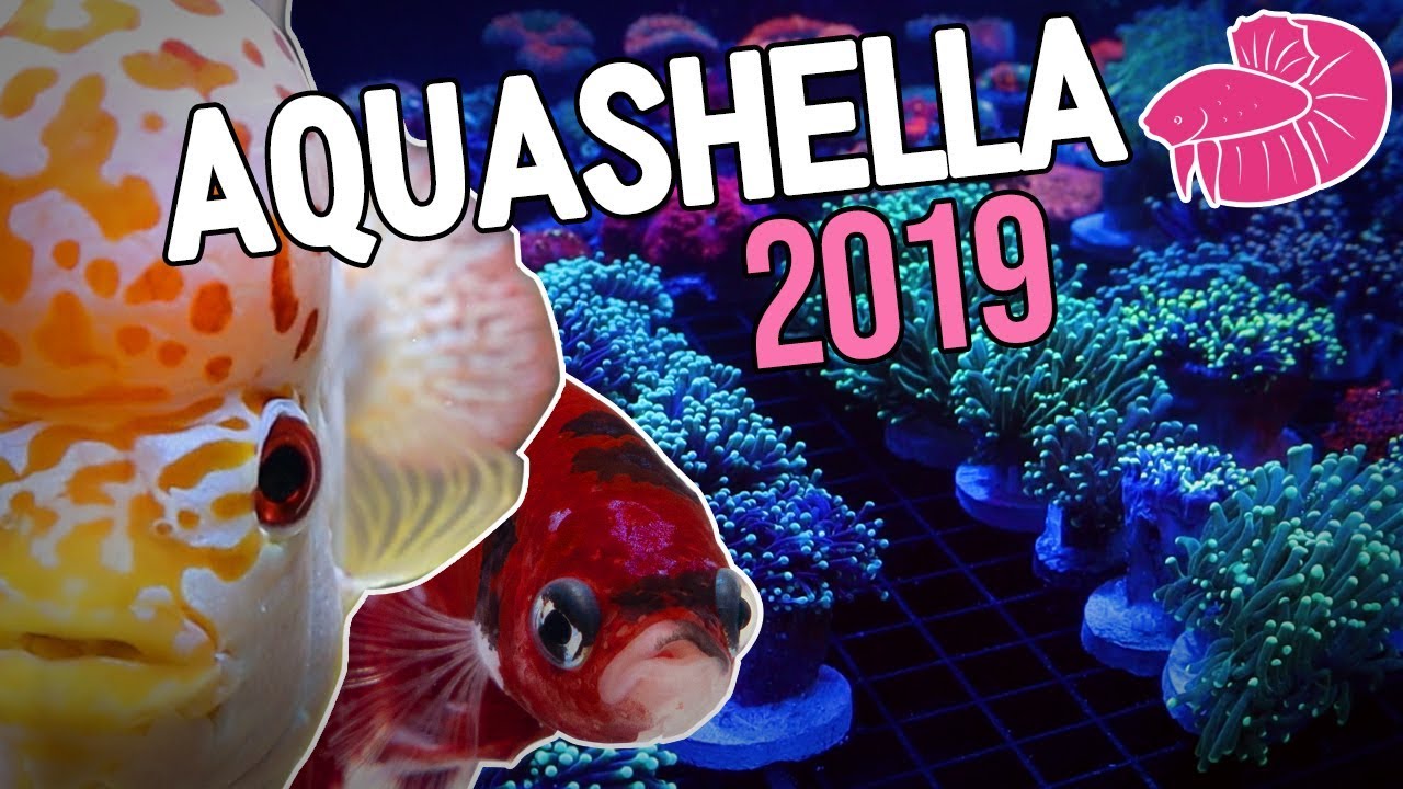 Aquashella - All the Best Parts! Awesome Aquarium Show! - Custom Aquariums