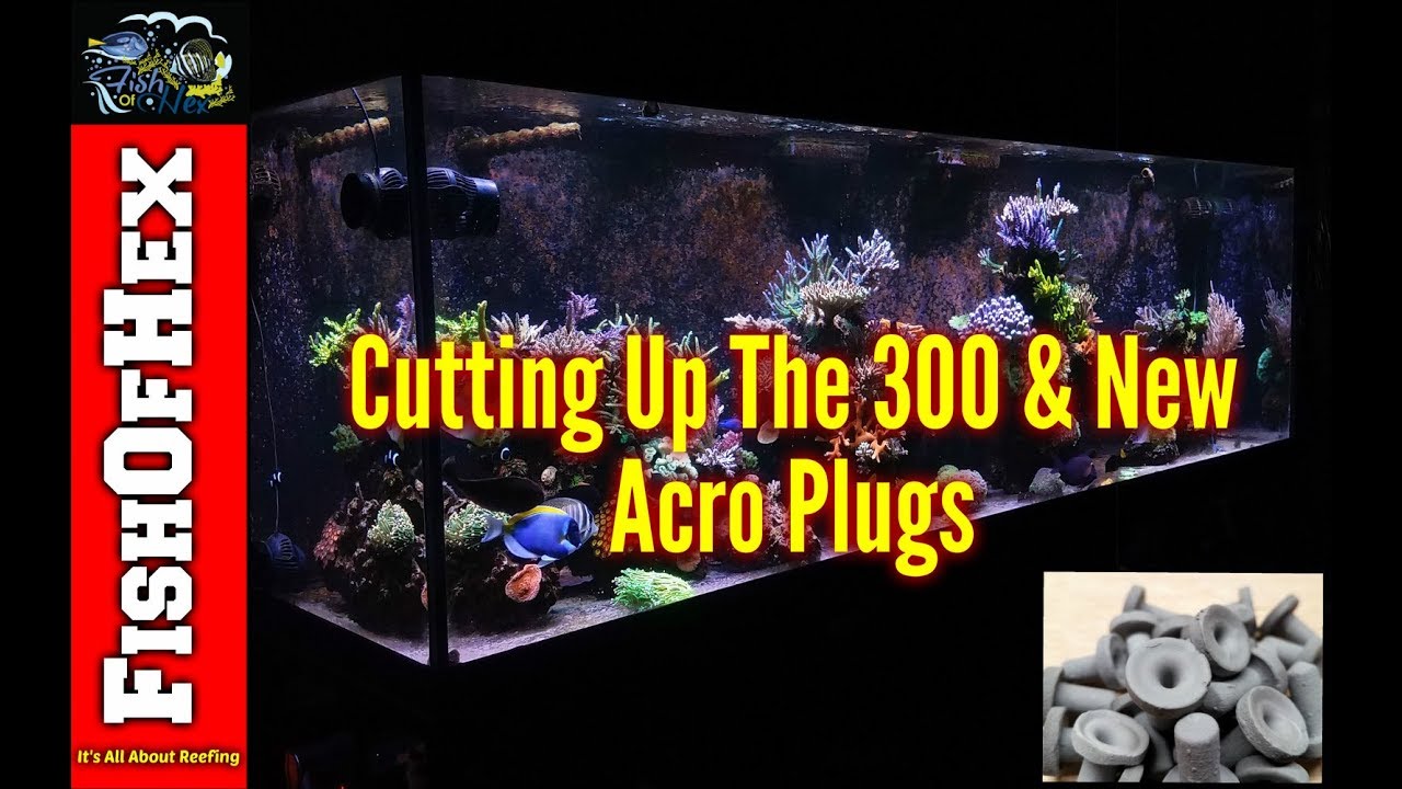 Weekly Cutting Of The 300 Gallon Reef & New Acro Frag Plug - Custom ...