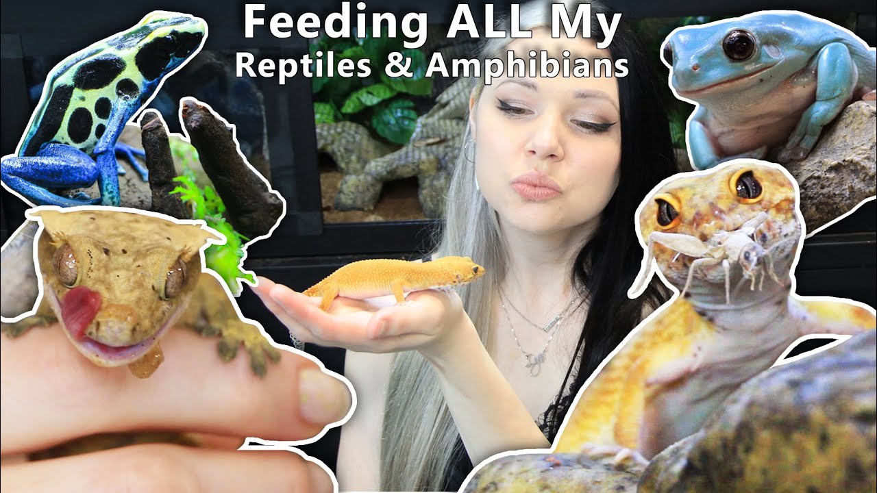 Feeding ALL My Reptiles & Amphibians - Custom Aquariums