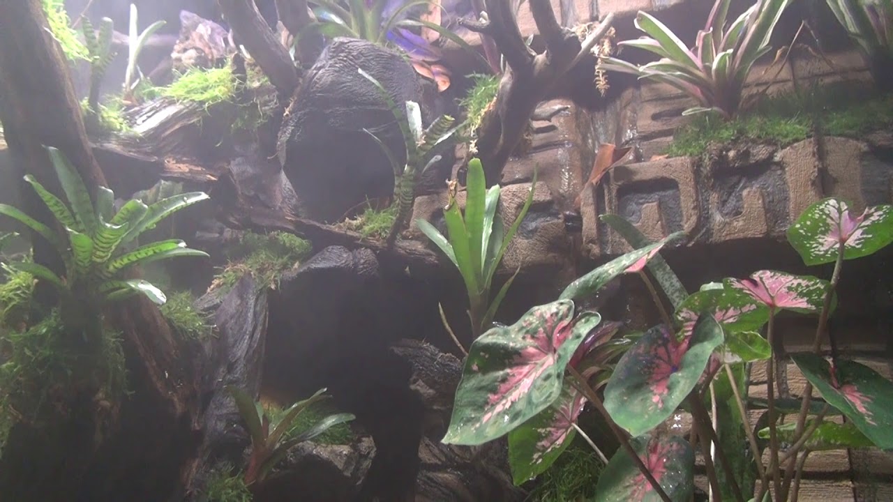 Huge Bioactive Jungle Vivarium Almost Done! - Custom Aquariums