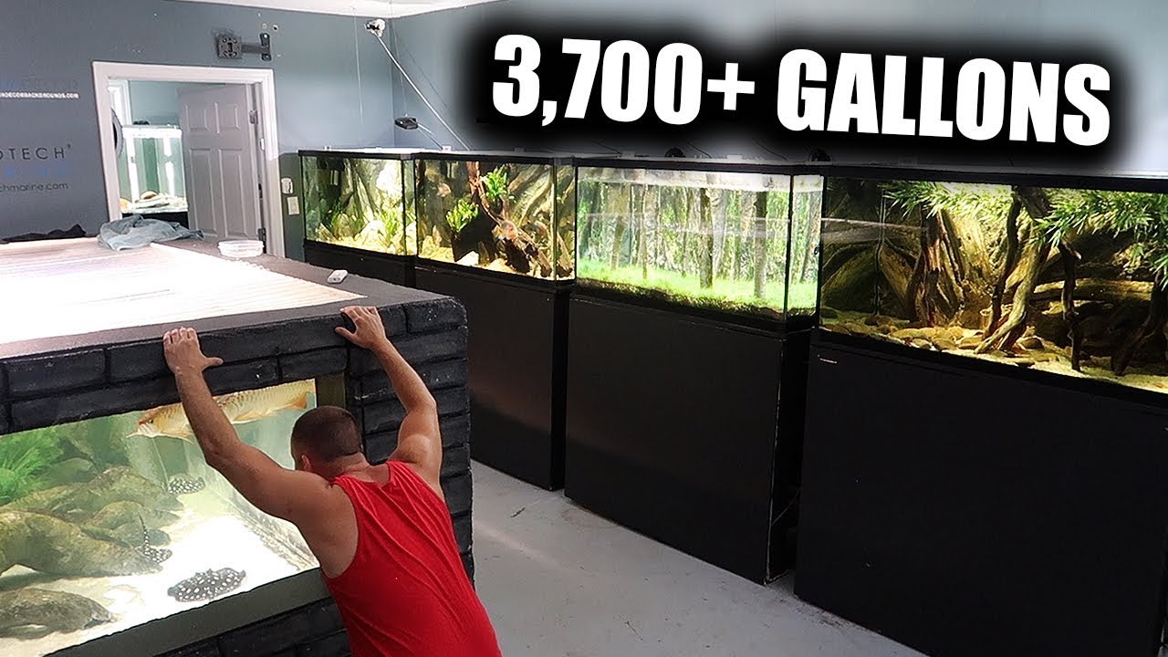 All My Fish Tanks - July 24, 2019 - Custom Aquariums