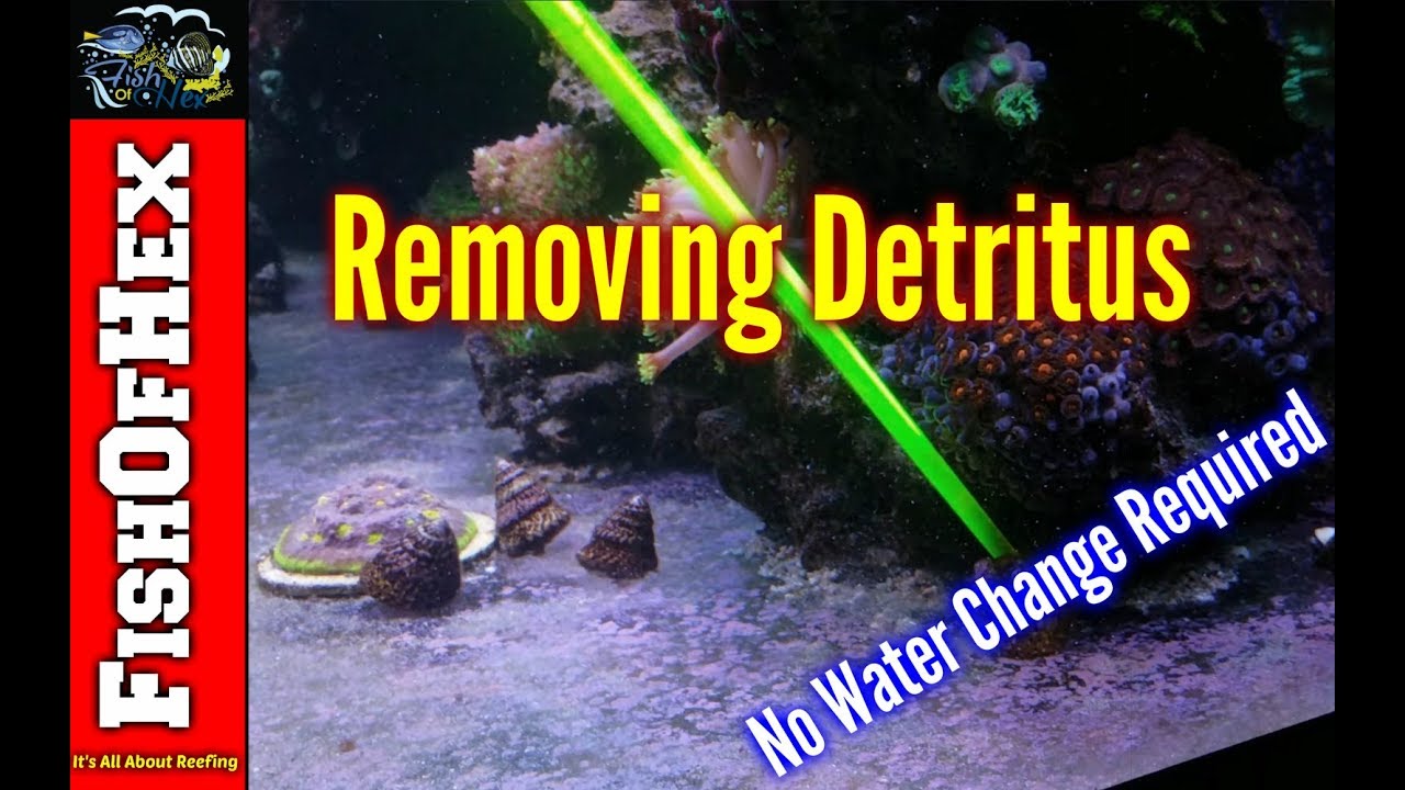 Two Methods Of Remove Detritus Without Doing A Water Change - Custom ...