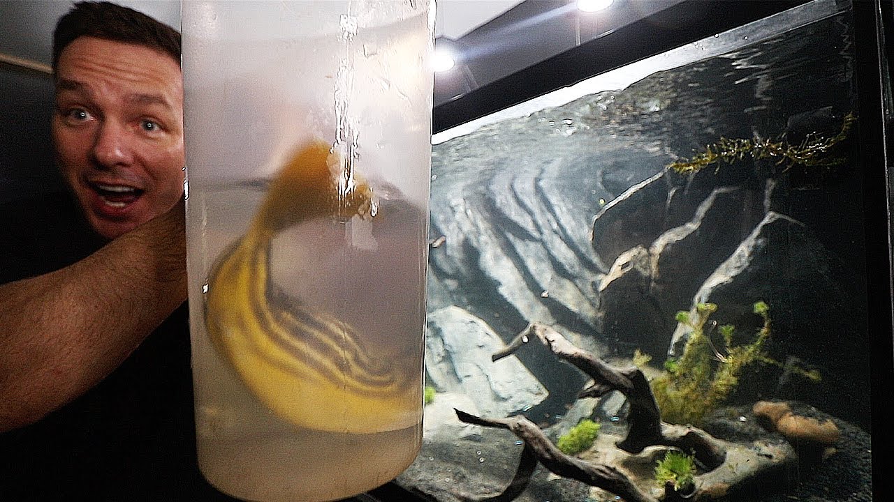 Monster Puffer Fish Added To Aquarium - Custom Aquariums