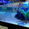 Stingray Tanks - Custom Aquariums