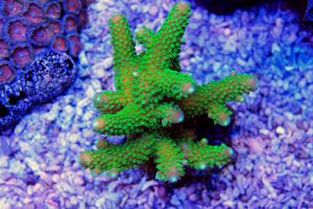 Coral Aquariums & Frag Tanks - Custom Aquariums