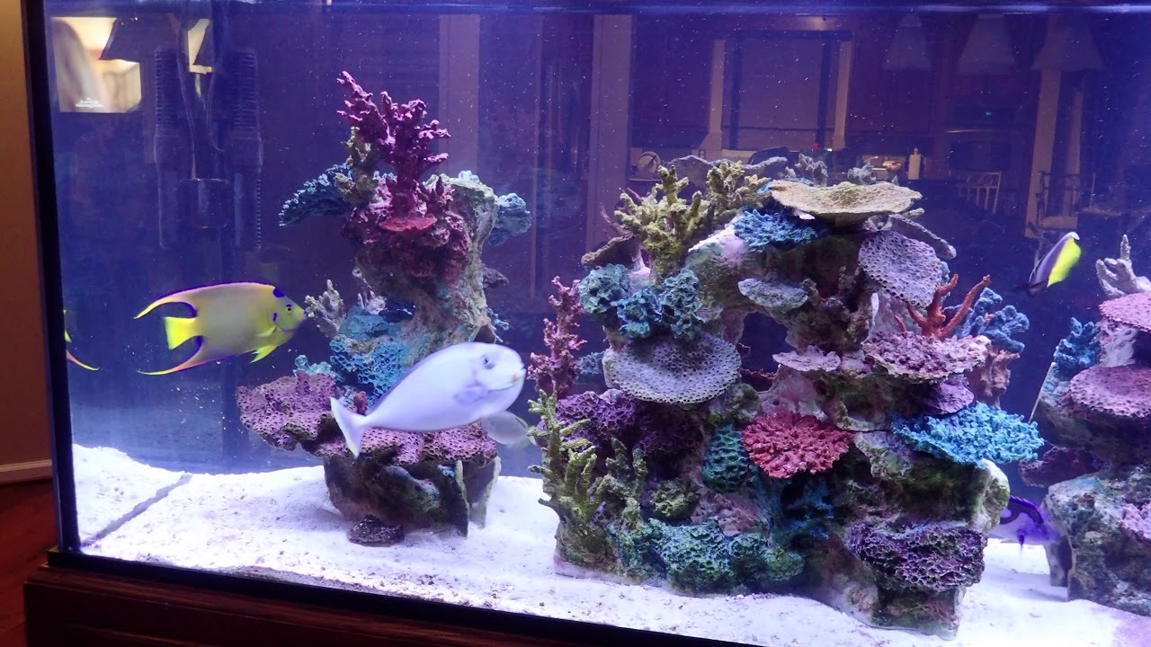 Ray's 240-Gallon Marine Display - Custom Aquariums