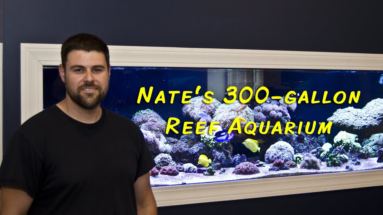 Nate's 300 Gallon Reef - Custom Aquariums