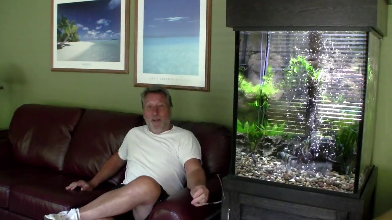 Mike's 75-gallon Angelfish Display - Custom Aquariums
