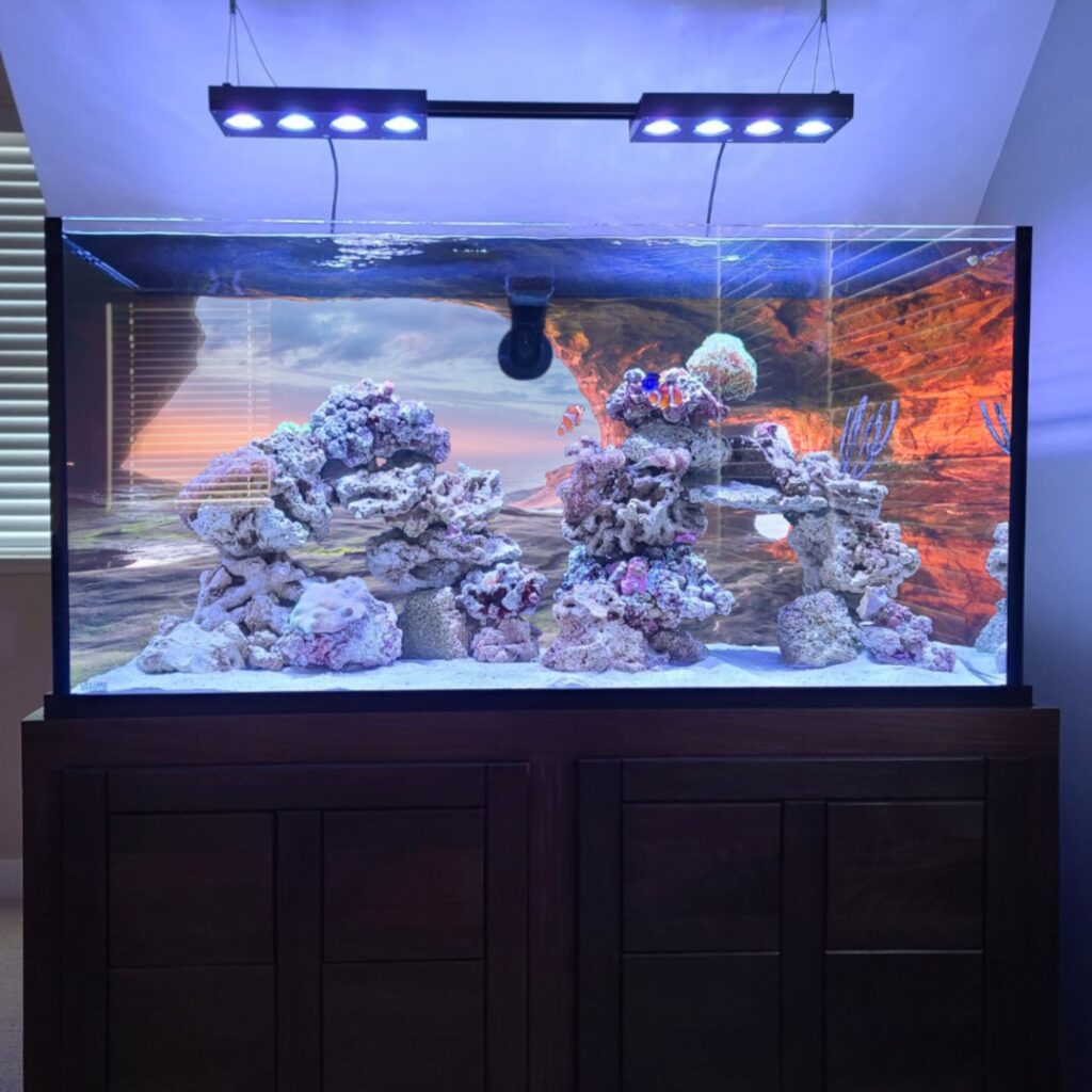 Create Your Dream Fish Tank - Custom Aquariums