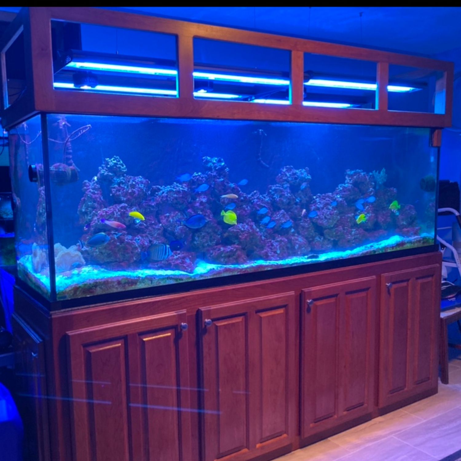 Saltwater Aquariums - Custom Aquariums