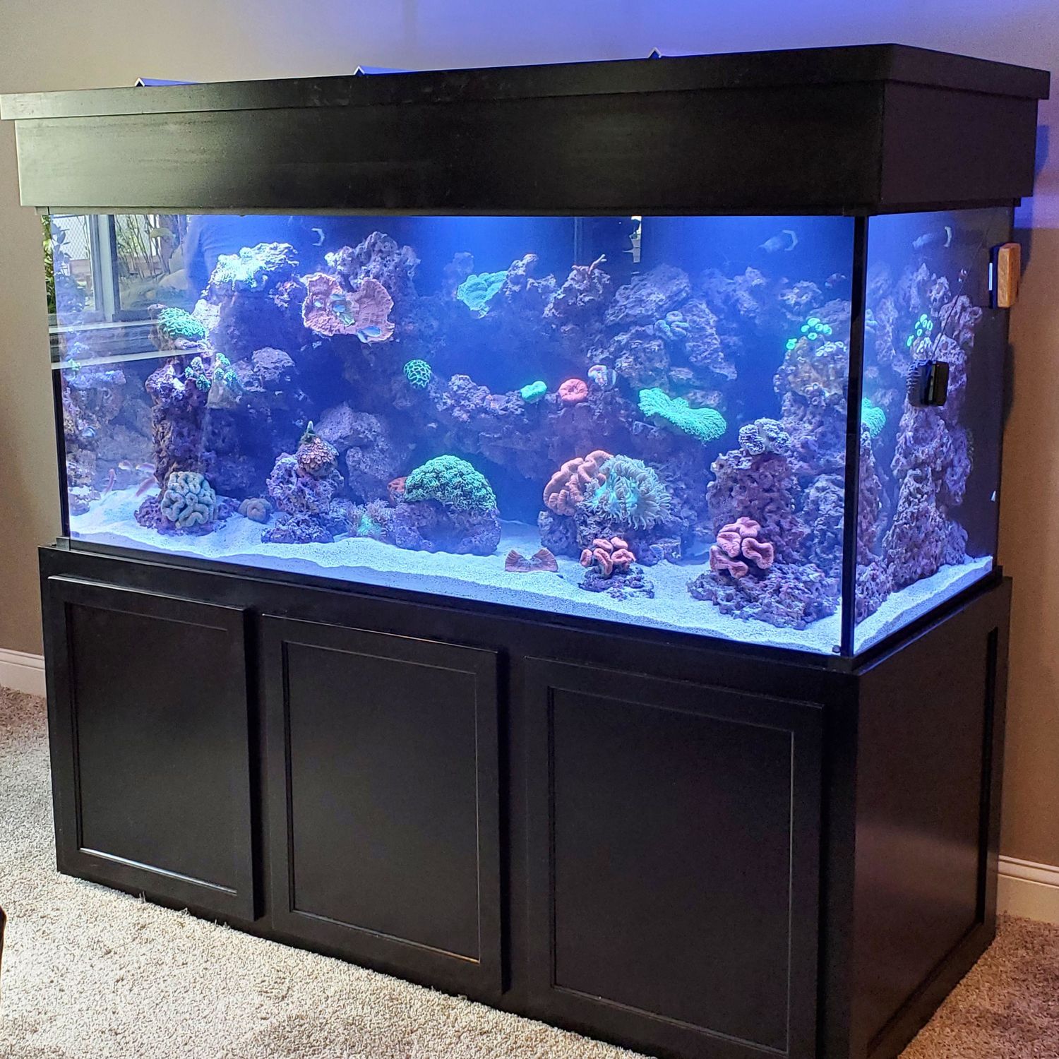 Saltwater Aquariums - Custom Aquariums