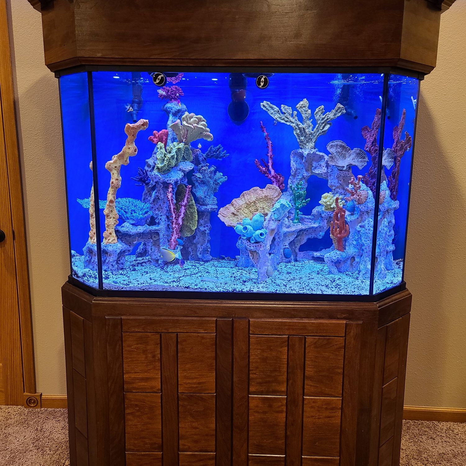 Saltwater Aquariums - Custom Aquariums