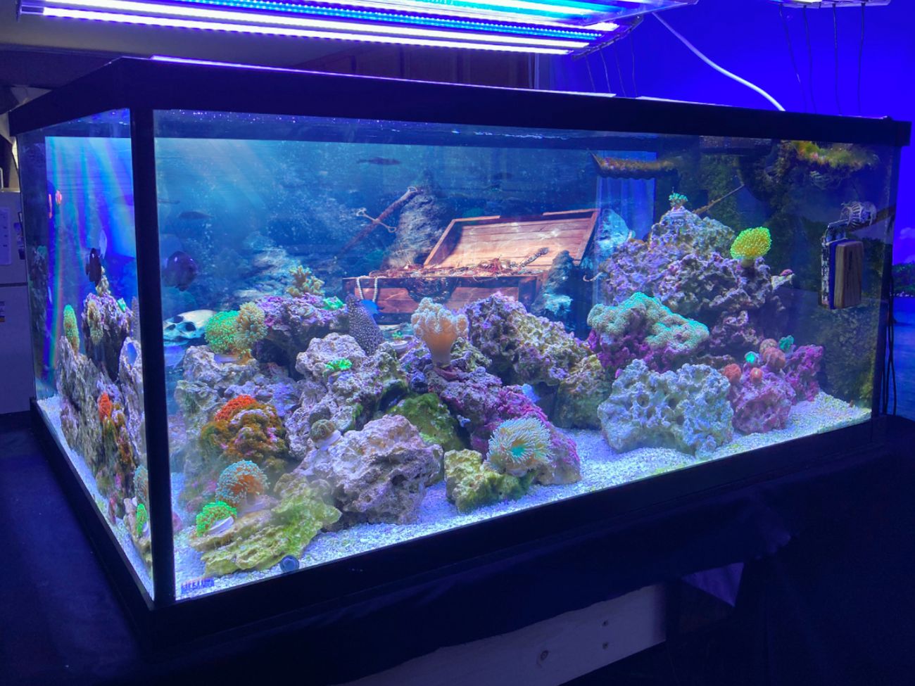 Create Your Dream Fish Tank - Custom Aquariums