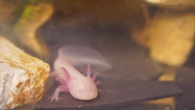 Axolotl Aquariums - Custom Aquariums