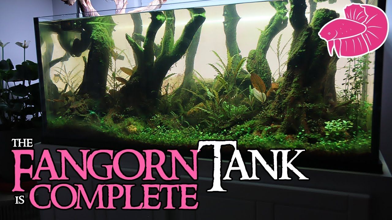 Filling the Fangorn Forest Aquascape! Dry Start Results - Custom Aquariums